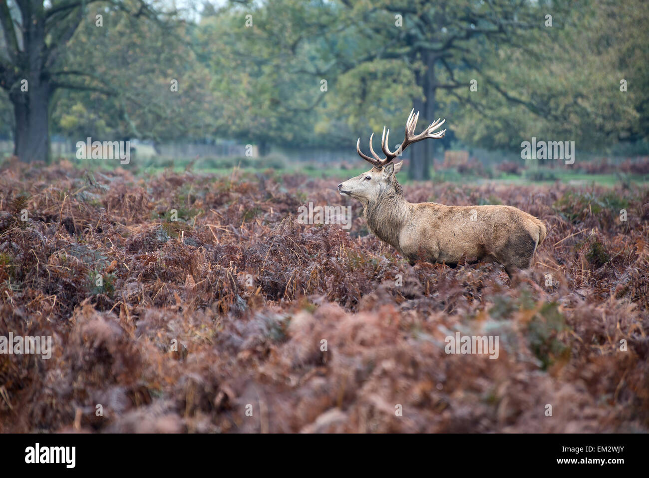 Red deer stag in Autumn Fall forest landscape Stock Photo - Alamy