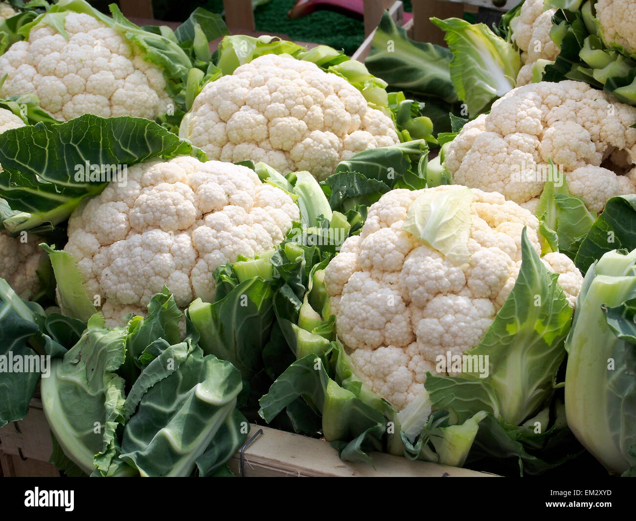 Fresh white cauliflowers in boxes on a market stall ready for customers ...
