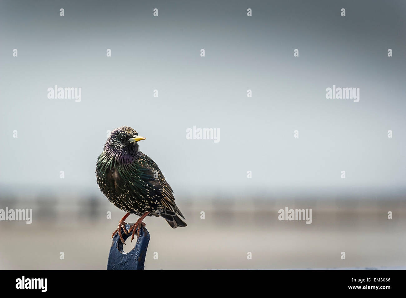 Starling High Resolution Stock Photography and Images - Alamy
