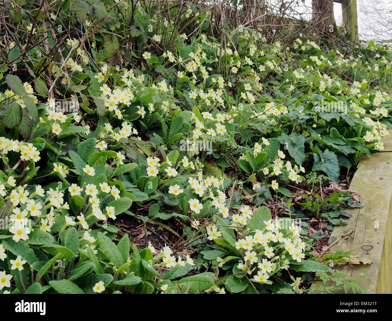 A mass of wild primroses growing on an old railway embankment near ...