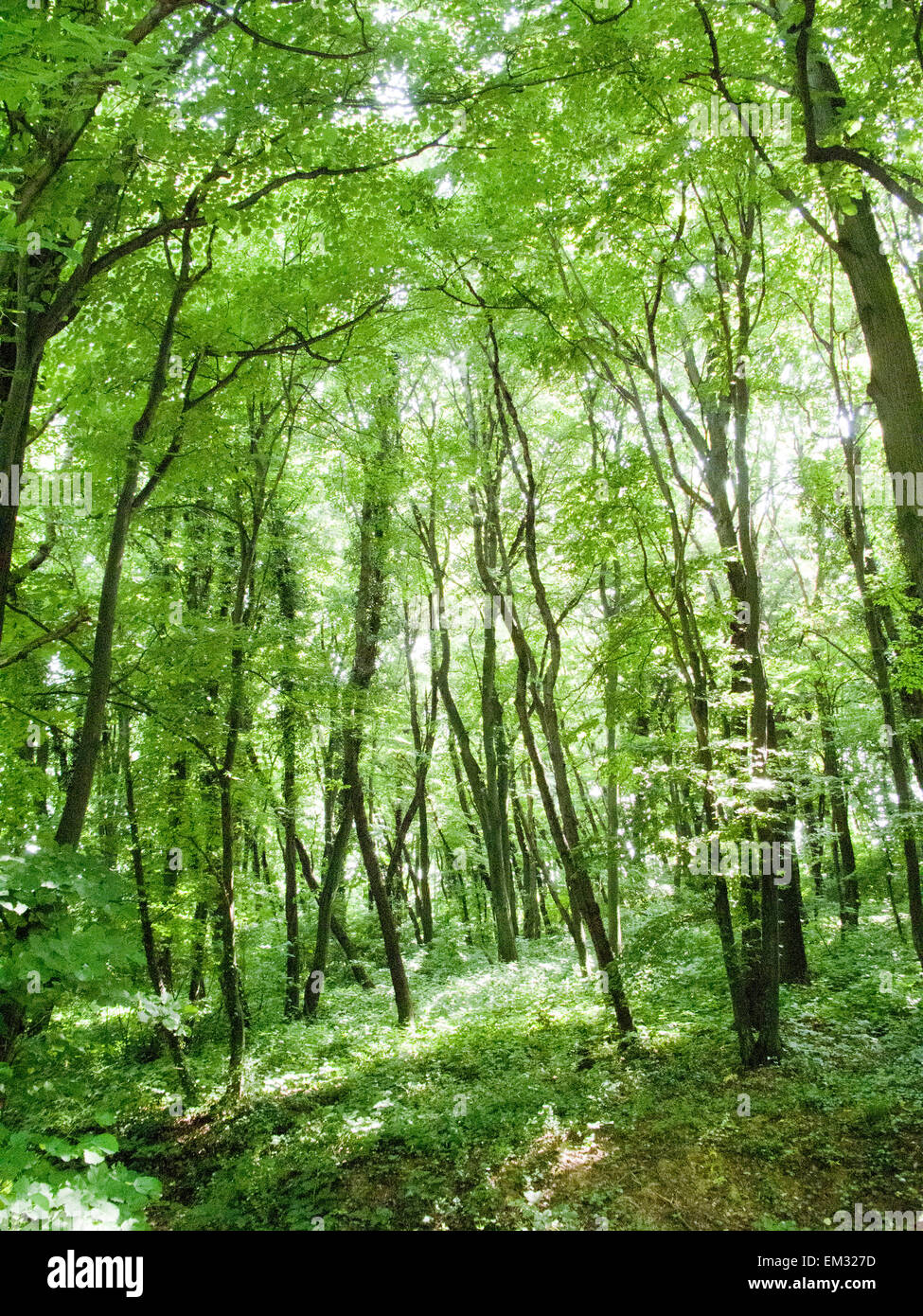 Spring time in the forest Stock Photo - Alamy