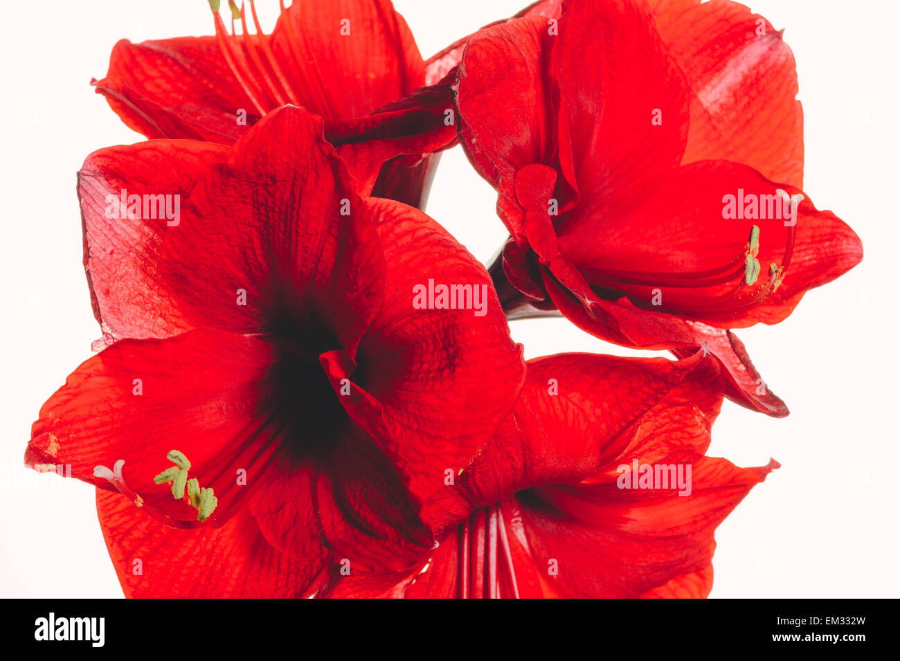 Beautiful blooming red amaryllis flower head Stock Photo - Alamy