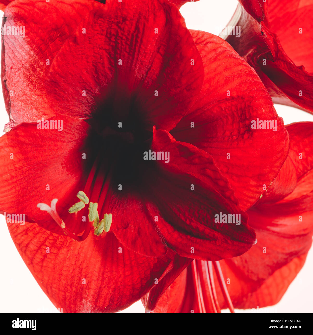 Beautiful blooming red amaryllis flower head Stock Photo - Alamy