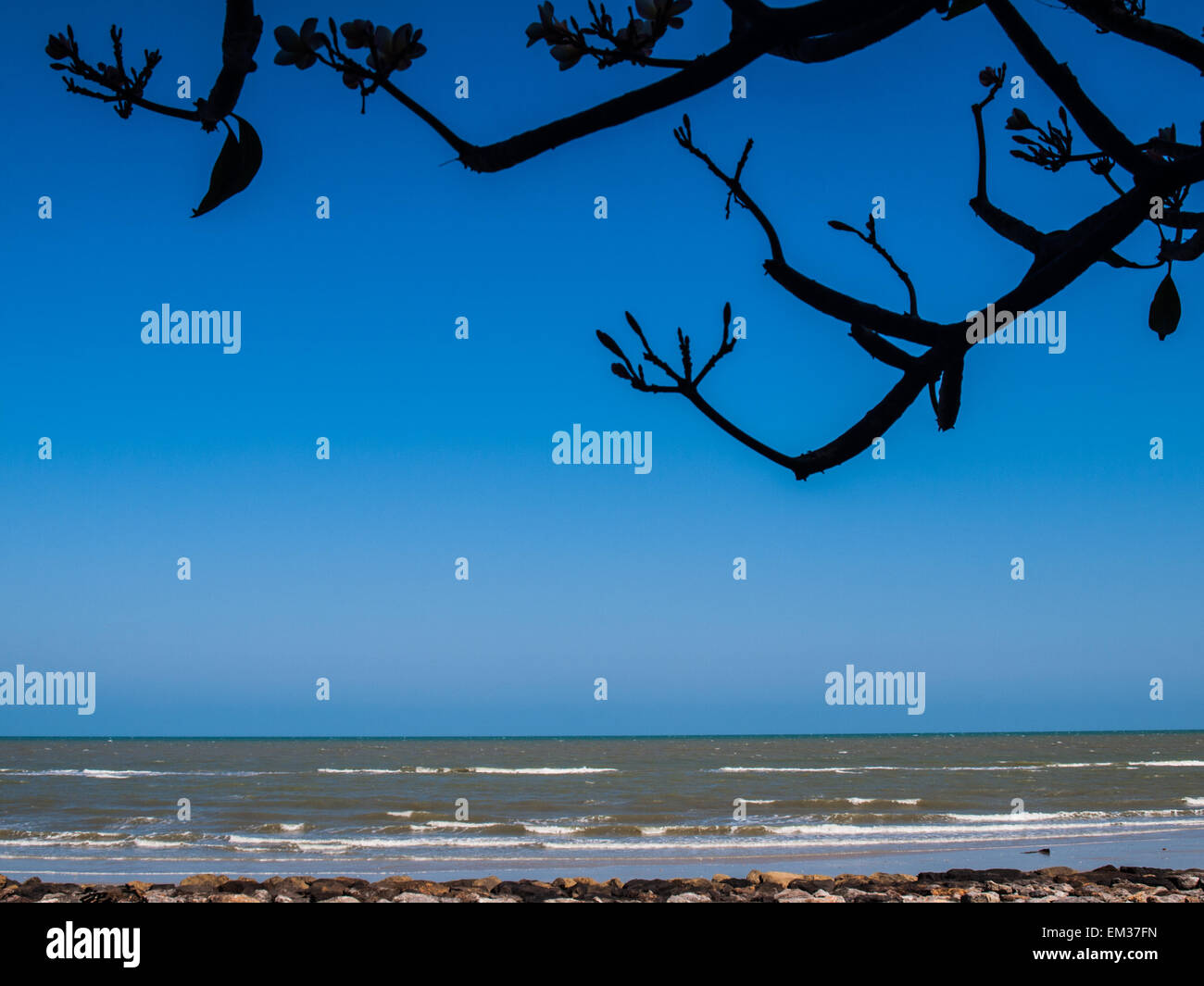 beautiful beach and branch of tropical sea Stock Photo - Alamy