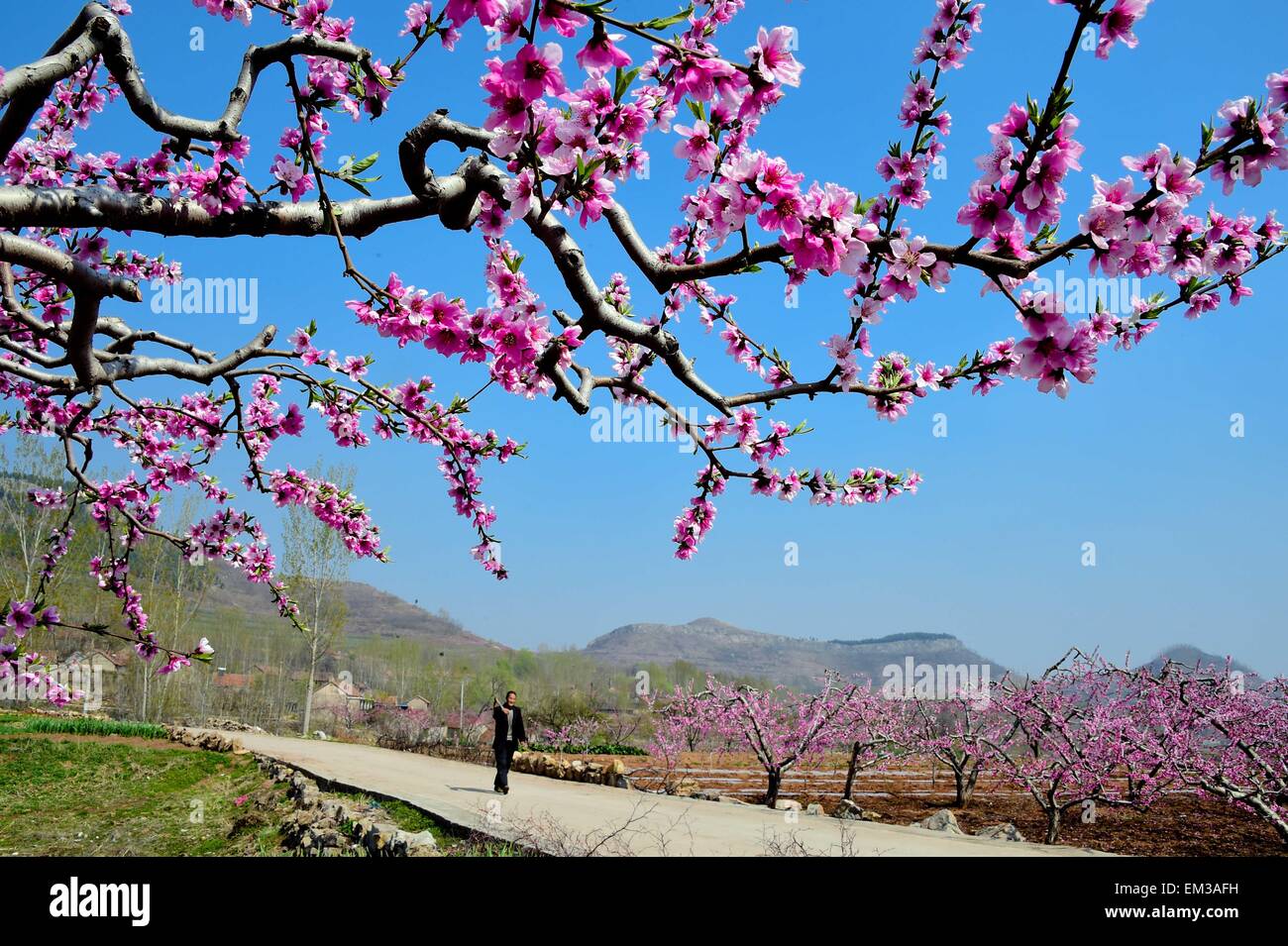(150416) -- JINAN, April 16, 2015 (Xinhua) -- A farmer walks to a peach ...