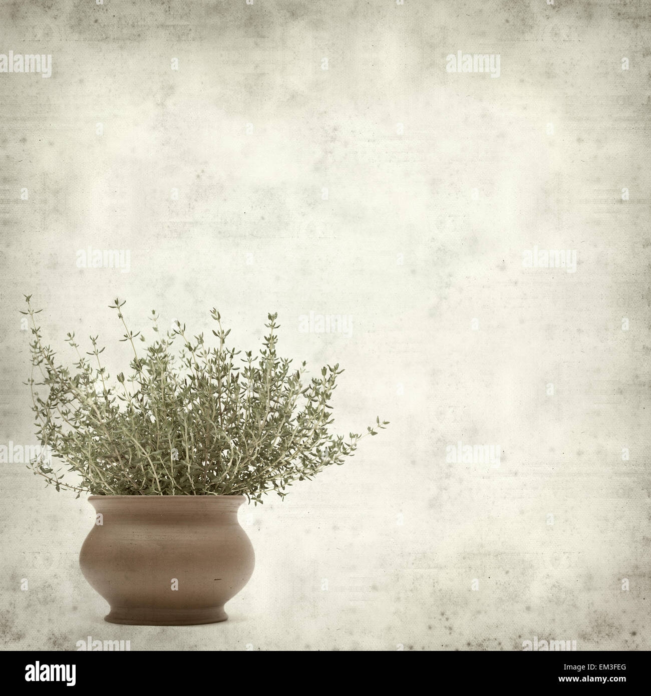 textured old paper background with growing thyme plant Stock Photo - Alamy