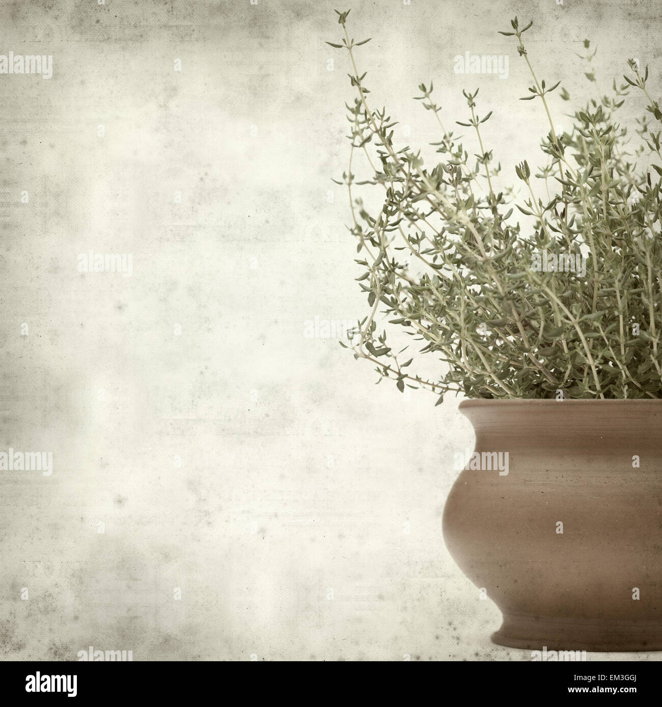 textured old paper background with growing thyme plant Stock Photo - Alamy