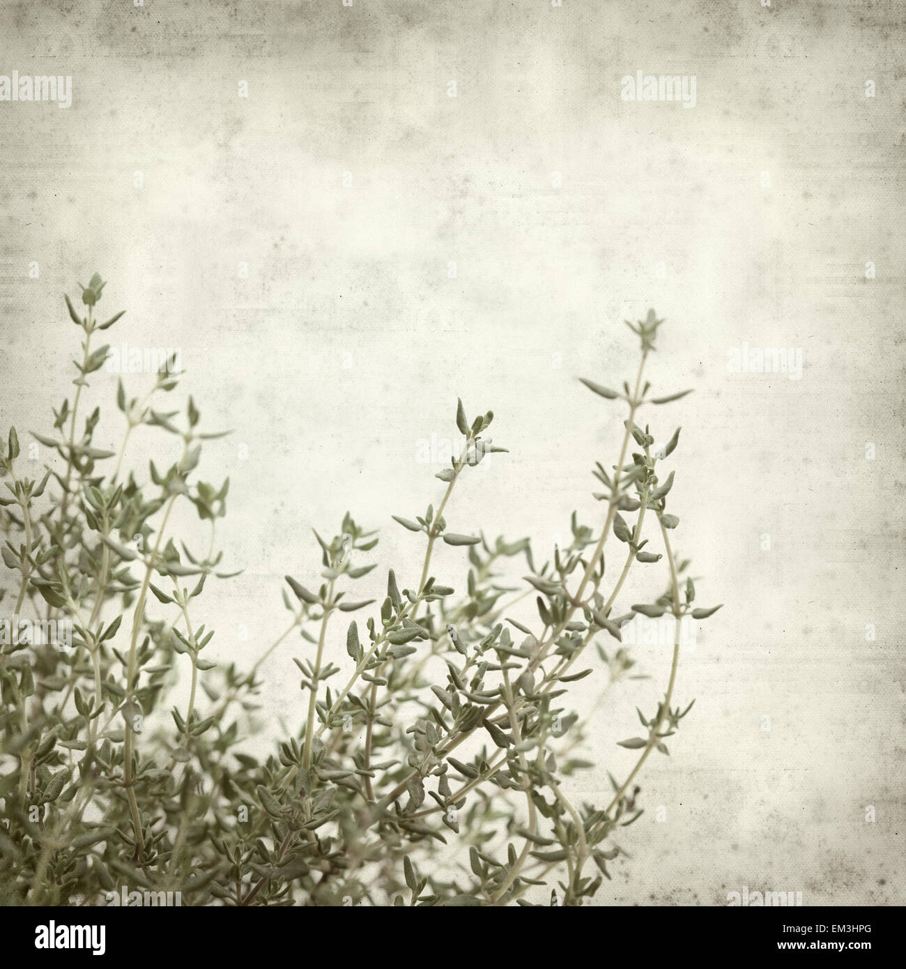 textured old paper background with growing thyme plant Stock Photo - Alamy