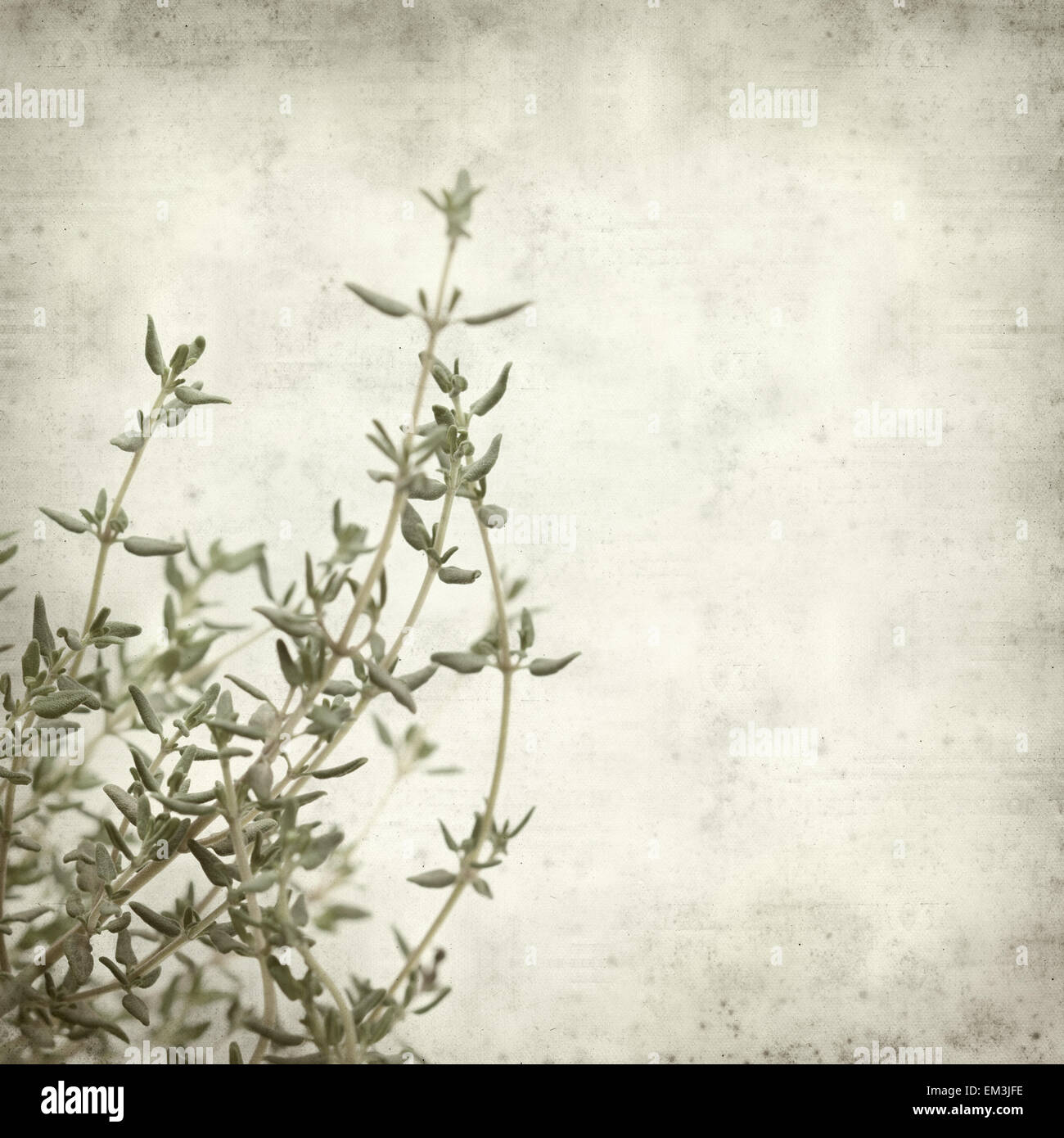 textured old paper background with growing thyme plant Stock Photo - Alamy
