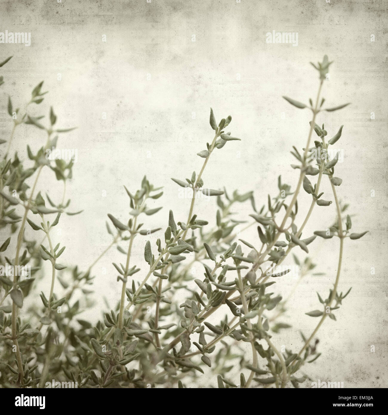 textured old paper background with growing thyme plant Stock Photo - Alamy