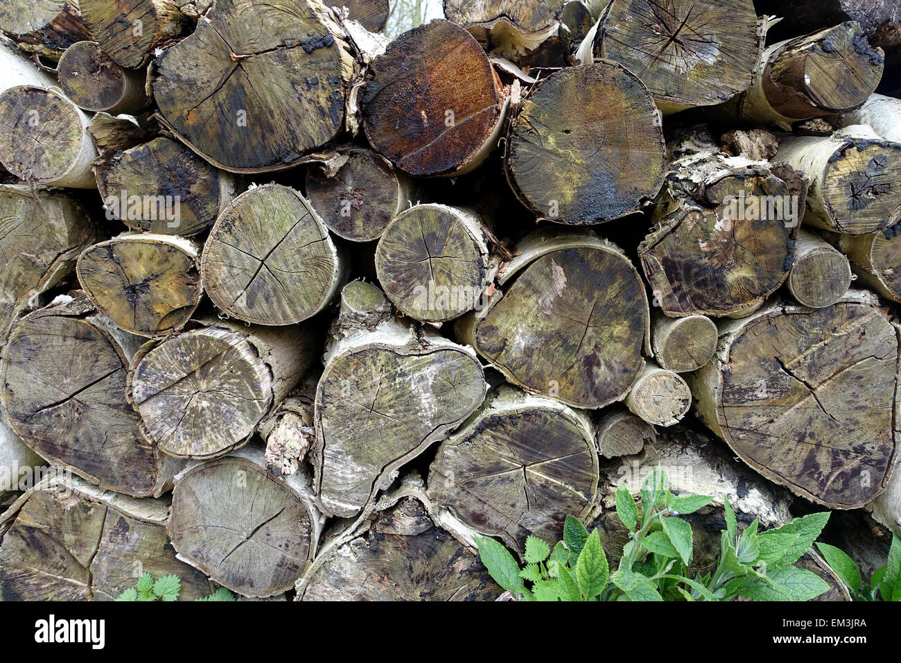 Birch tree triangle hi-res stock photography and images - Alamy