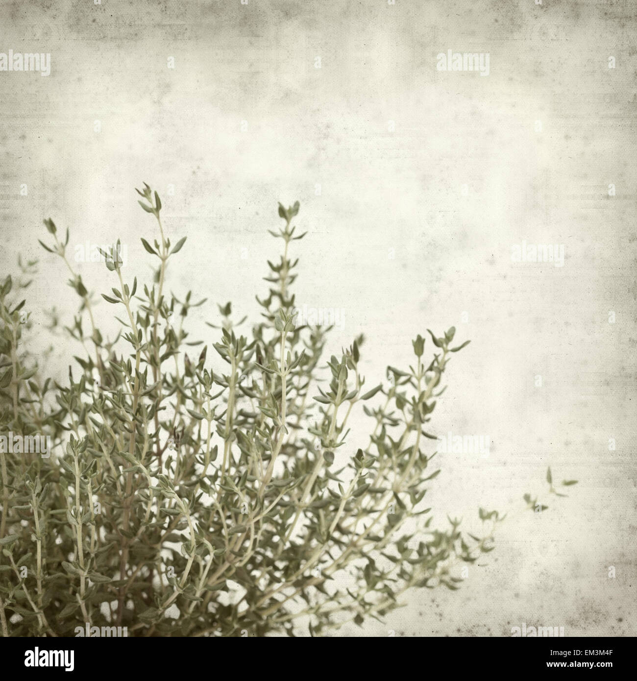 textured old paper background with growing thyme plant Stock Photo - Alamy