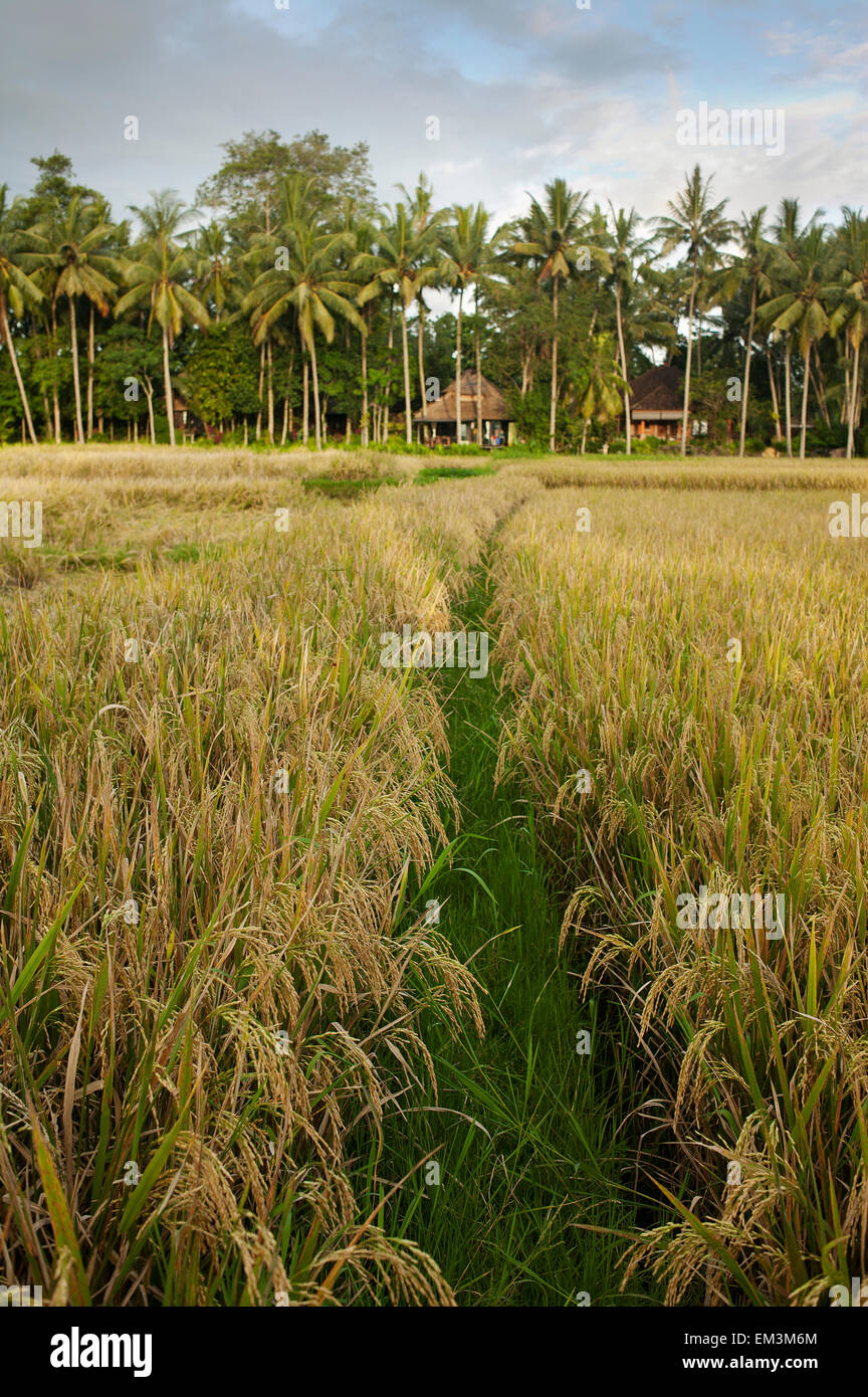 Rice Fields Near Ubud; Bali Indonesia Stock Photo - Alamy