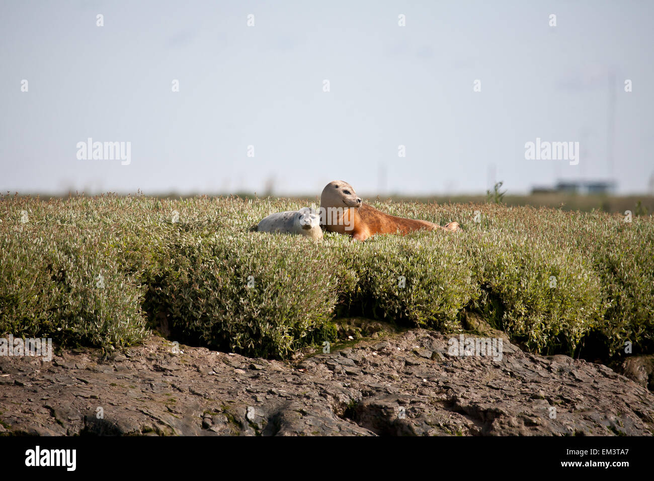 Rust coloured seal hi-res stock photography and images - Alamy