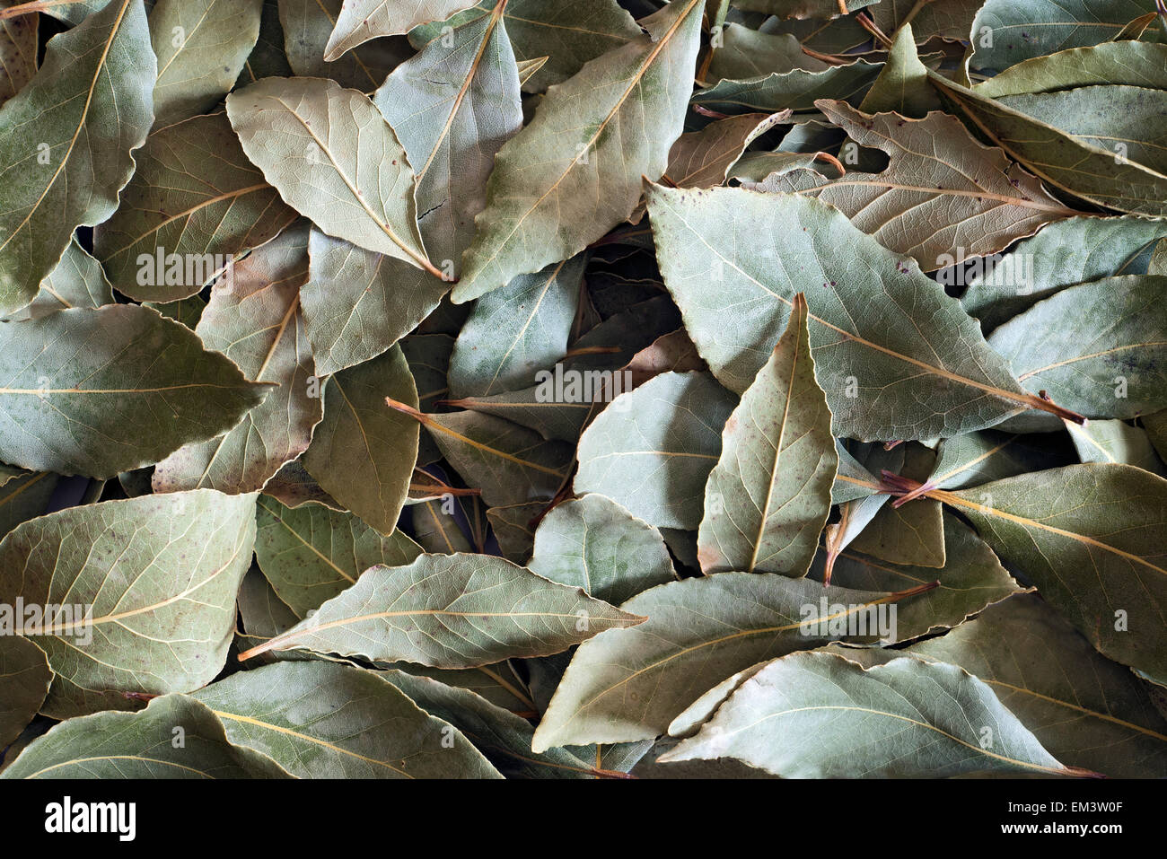 Arrangement of bay leaves in various shades of green Stock Photo - Alamy