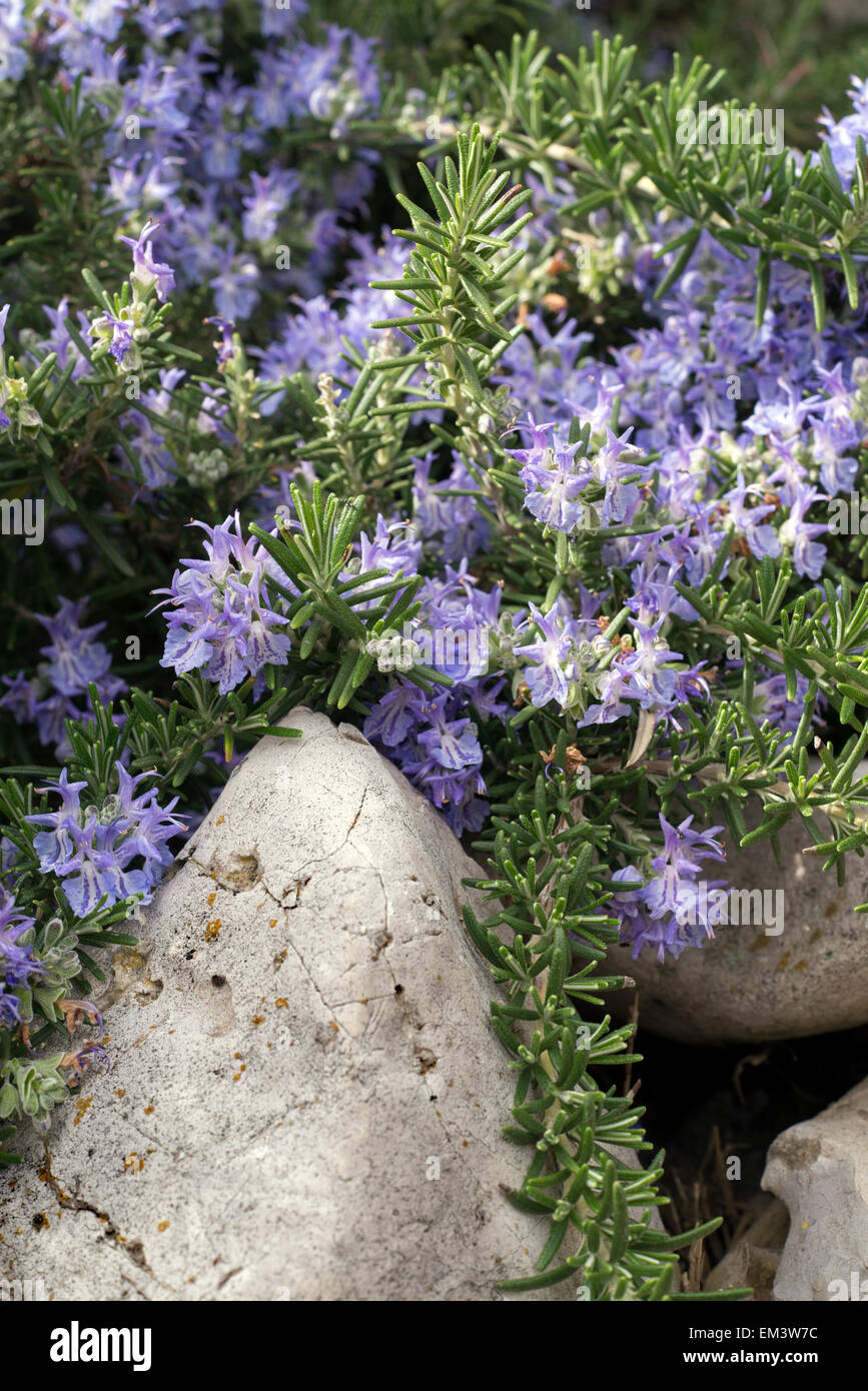 Rosemary flower hi-res stock photography and images - Alamy