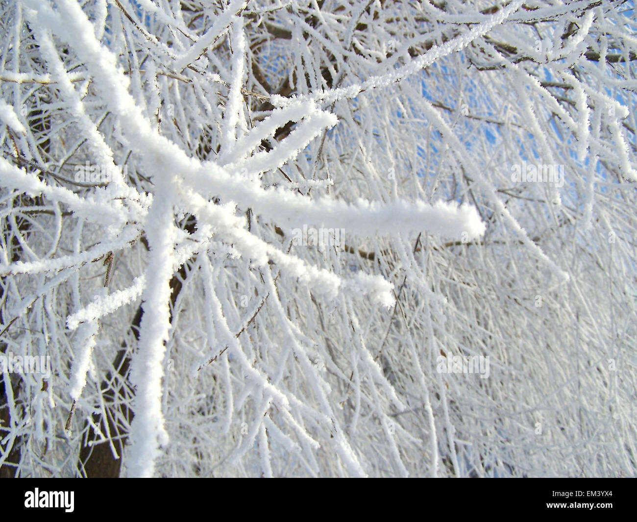 Thin tree branches covered with frost Stock Photo - Alamy