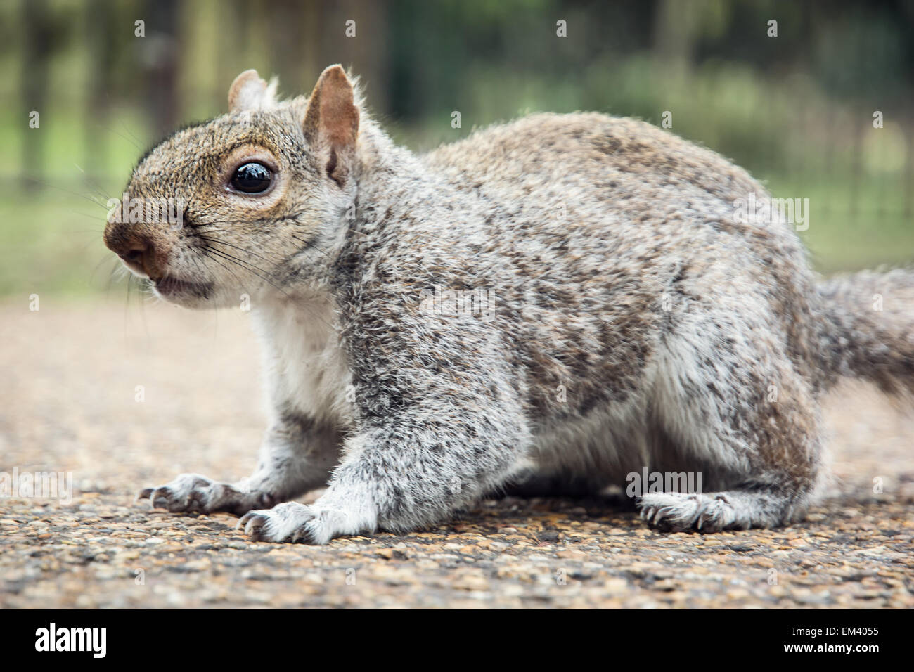 Squirrel portrait in outdoor. Animal theme Stock Photo - Alamy