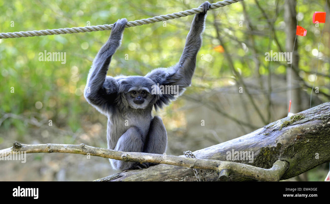Silvery gibbon hi-res stock photography and images - Alamy