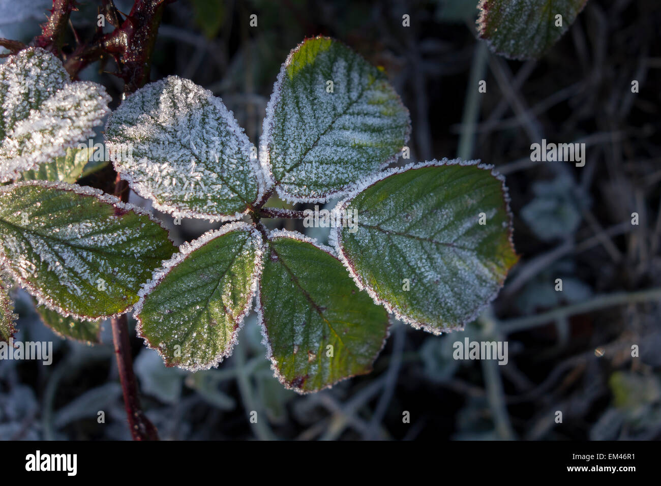 Bramble hi-res stock photography and images - Alamy