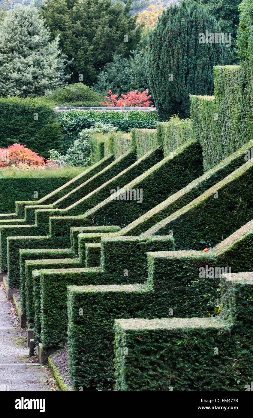 Sharply clipped topiary hedges line the Dahlia Walk in autumn in the ...
