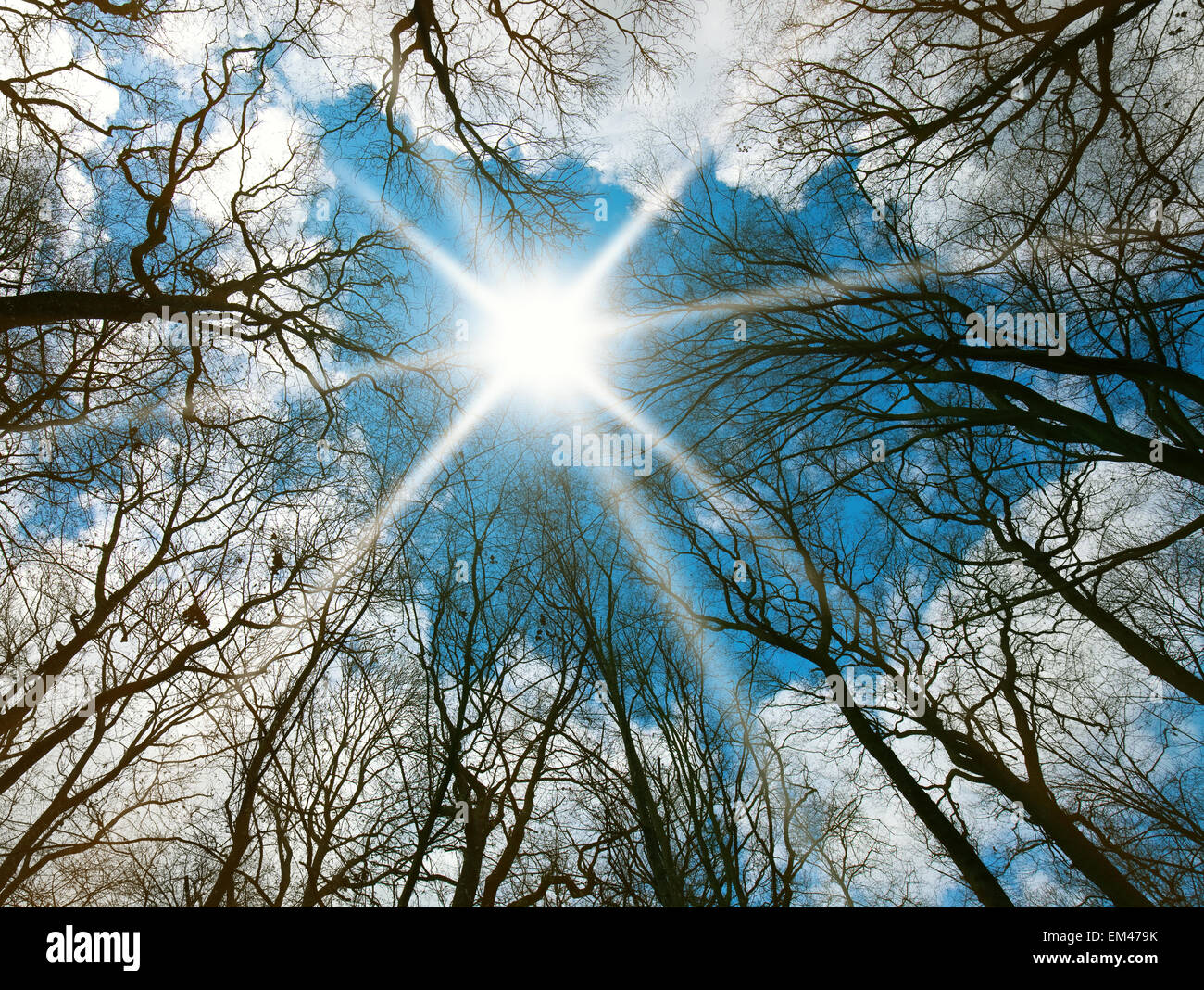 sun shining through leafless tree branches Stock Photo - Alamy