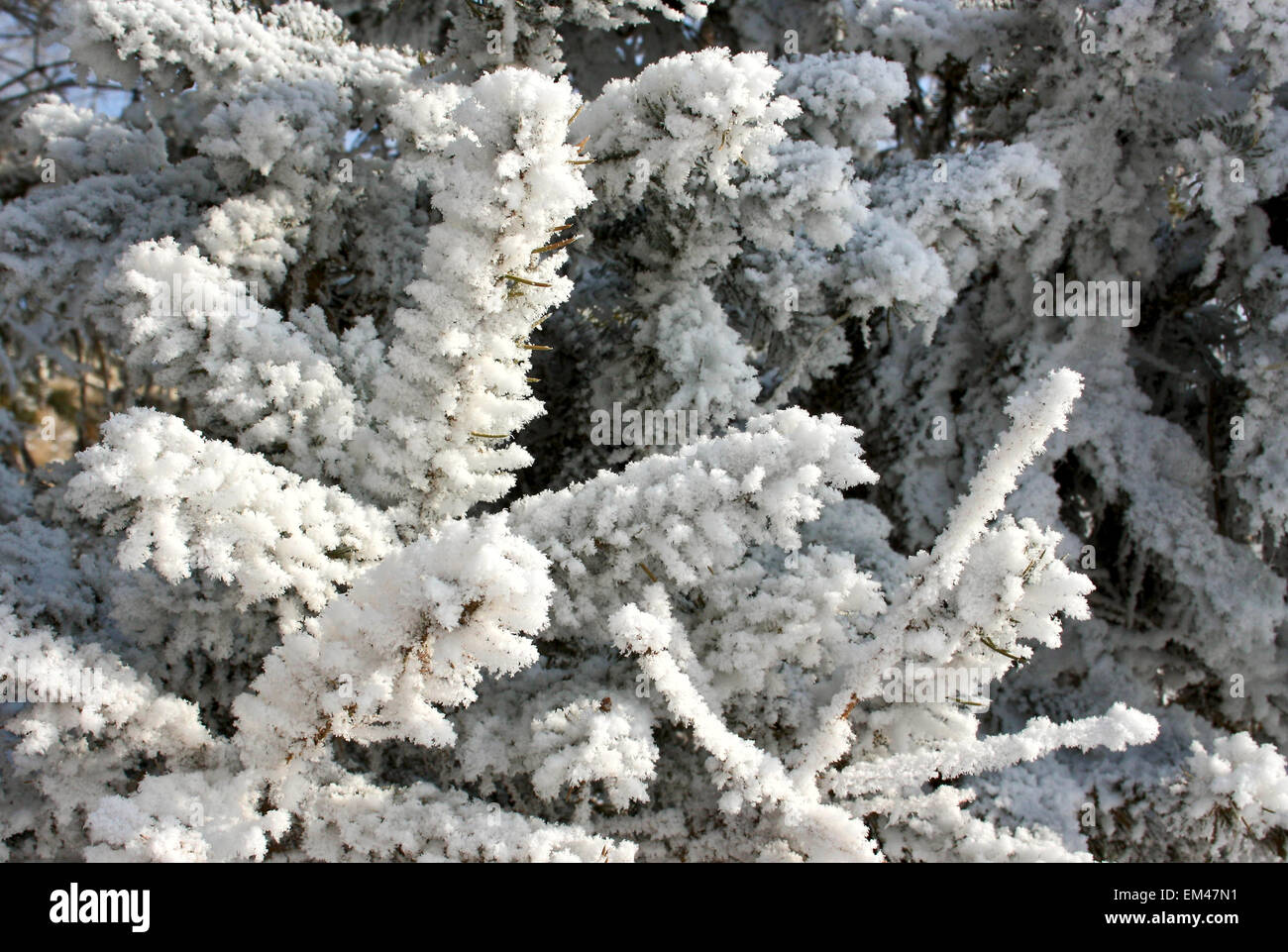 The branches of the spruce covered with frost Stock Photo - Alamy