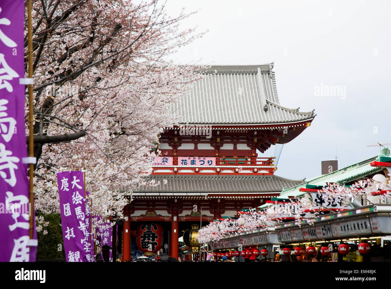 Blossoming sakura trees temple hi-res stock photography and images - Alamy