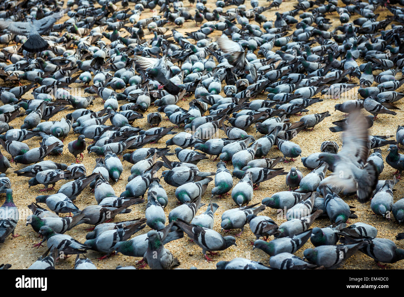 Pigeons square hi-res stock photography and images - Alamy