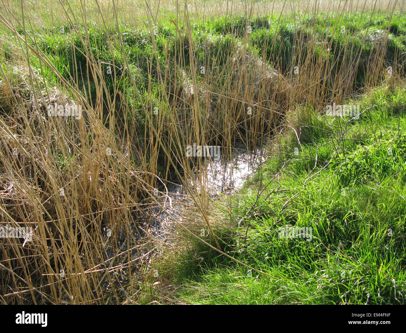 East Anglian ditch with reeds Stock Photo - Alamy