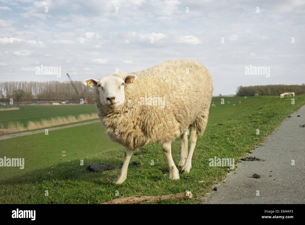 Sheep facing the camera on a dike Stock Photo - Alamy