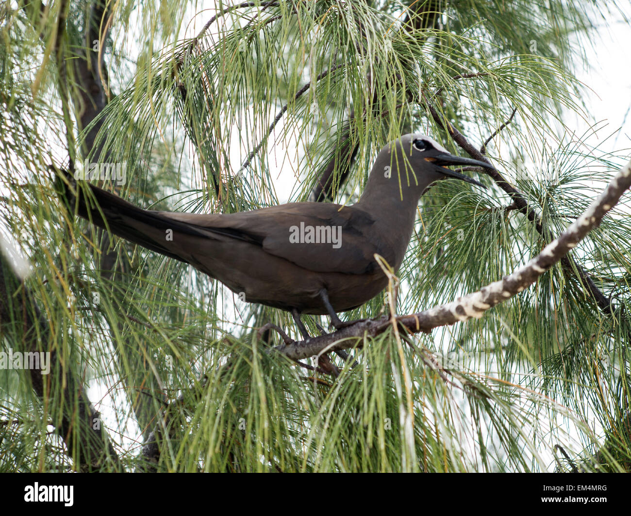 Ile aux Cocos, Island sanctuary for sea birds,Noddy Mauritius ...