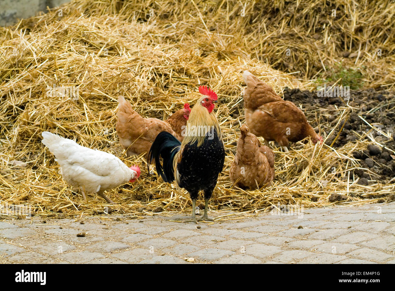 Rooster and chicken on the dunghill Stock Photo - Alamy
