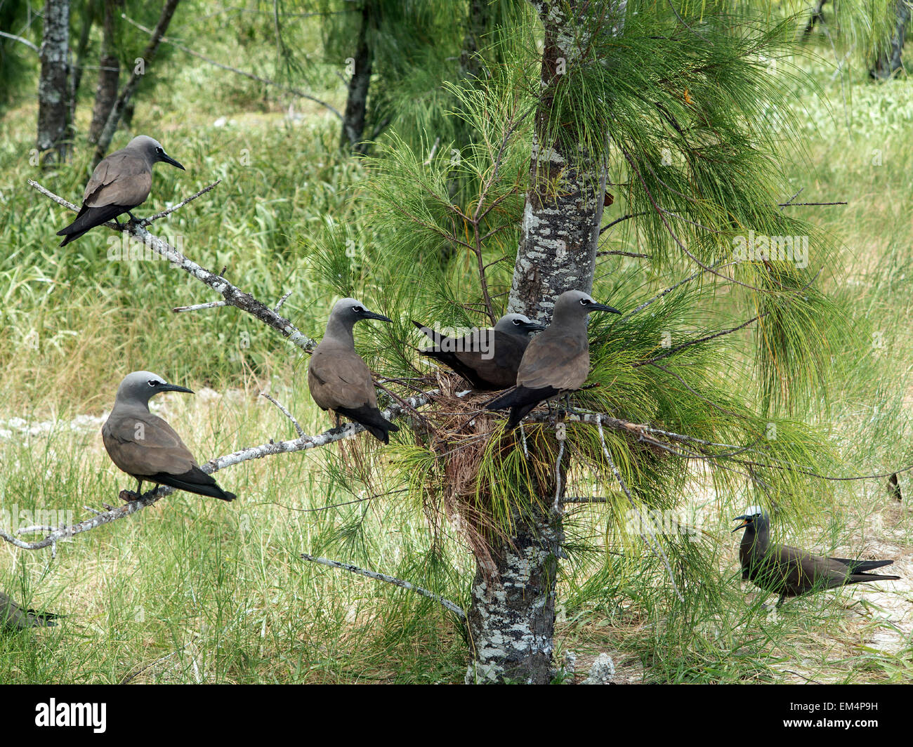 Ile aux Cocos, Island sanctuary for sea birds,Noddy Mauritius ...