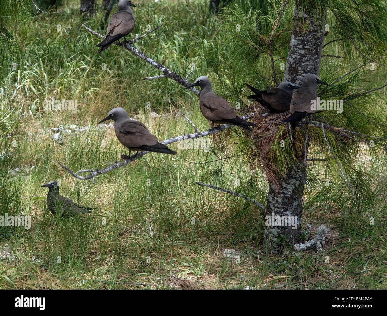 Ile aux Cocos, Island sanctuary for sea birds,Noddy Mauritius ...