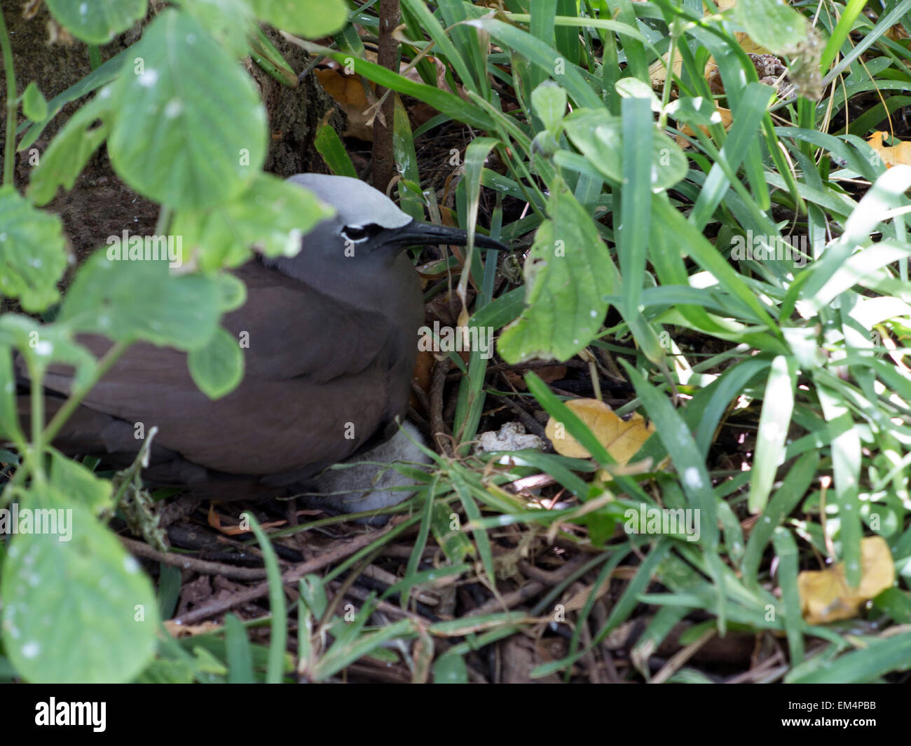 Ile aux Cocos, Island sanctuary for sea birds noddy, Rodrigues ...