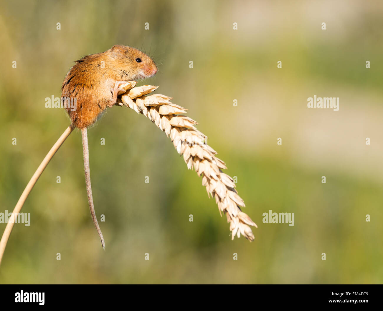Field mice corn hi-res stock photography and images - Alamy