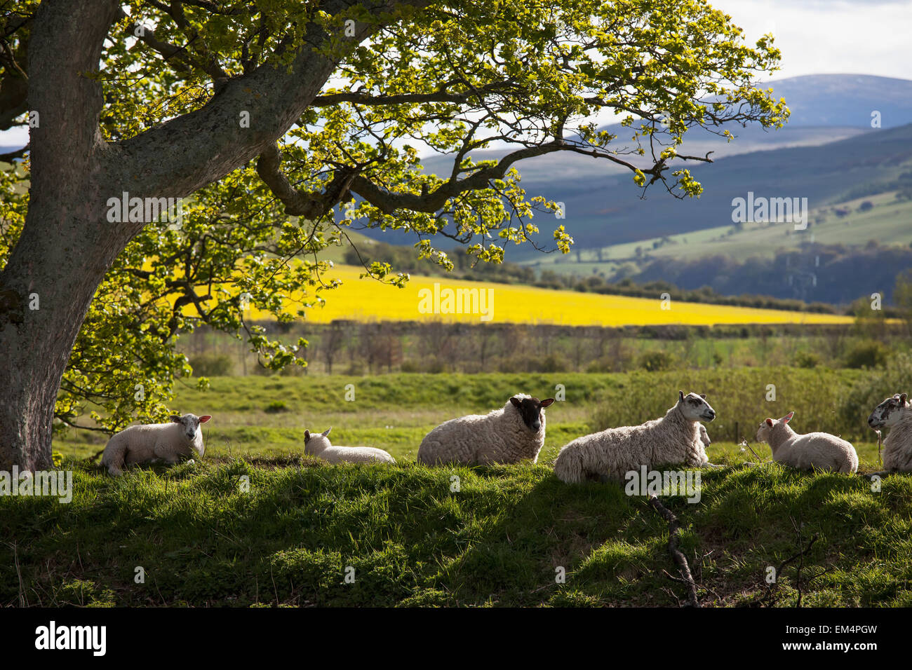 Sheep Laying On The Grass Under A Tree; Northumberland England Stock ...