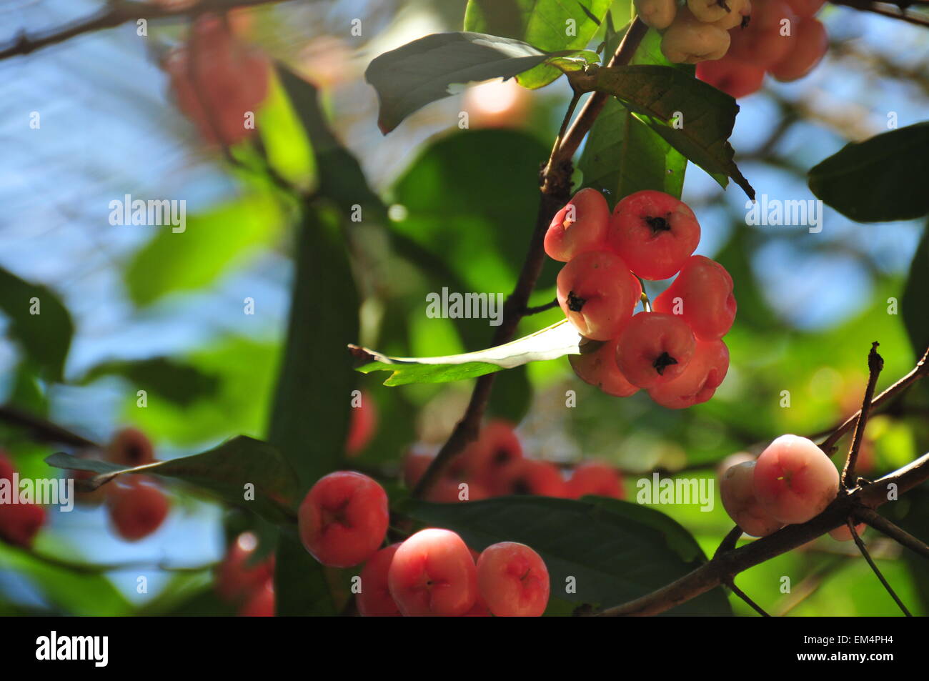 Natural glowing vivid colors Stock Photo - Alamy