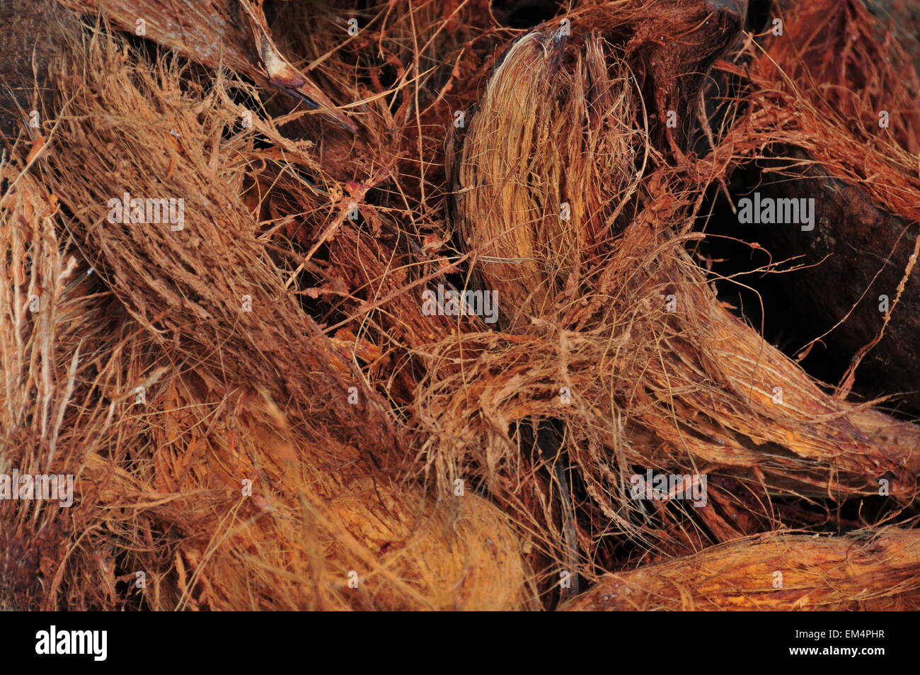 Coconut fiber in detail Stock Photo - Alamy