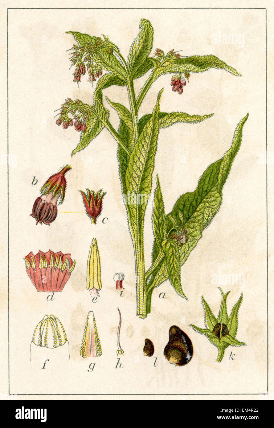 Comfrey hi-res stock photography and images - Alamy