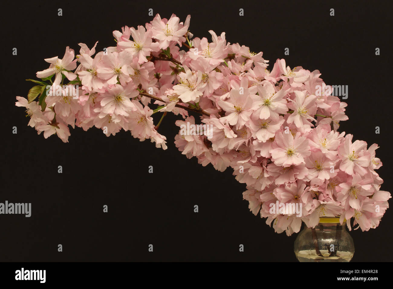Sakura, Cherry blossom, blossoms, symbol of spring, Japan national ...