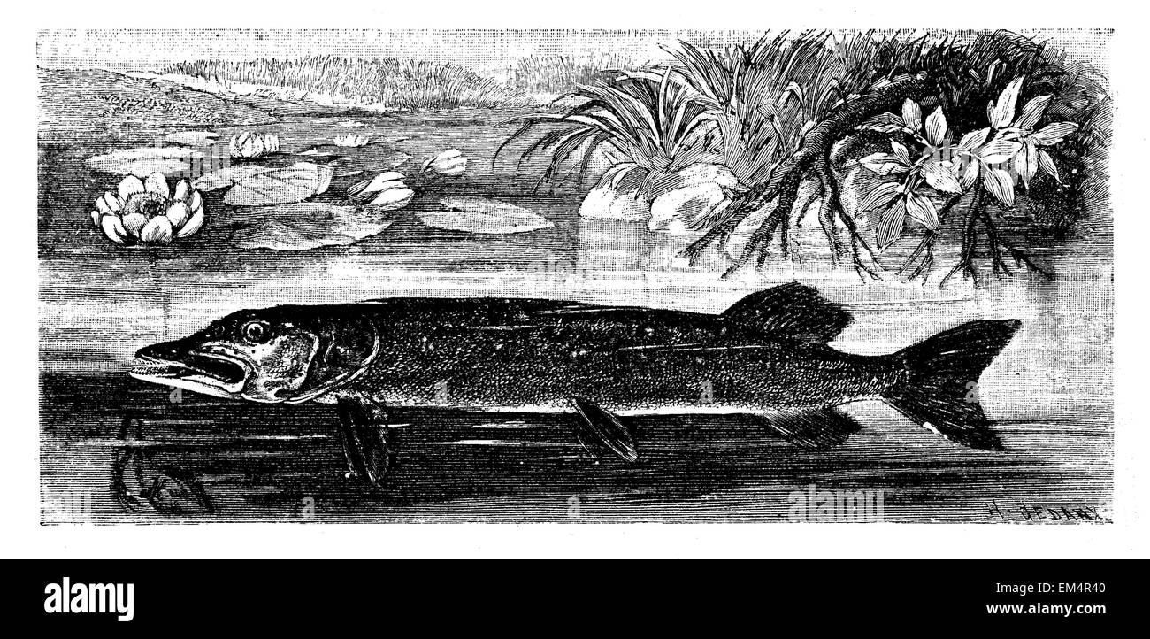 Pike wood Cut Out Stock Images & Pictures - Alamy