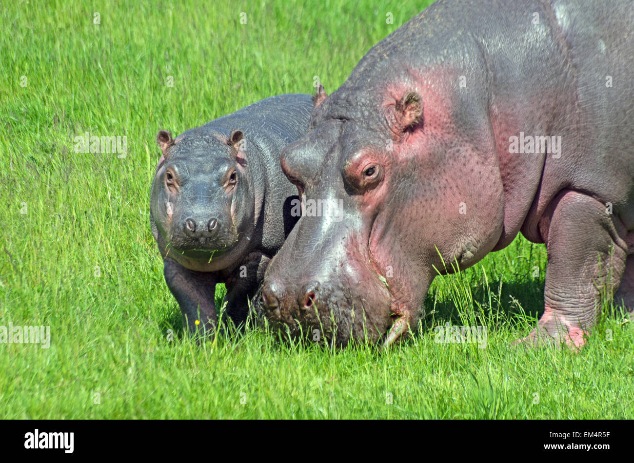 Hippo calf hi-res stock photography and images - Alamy