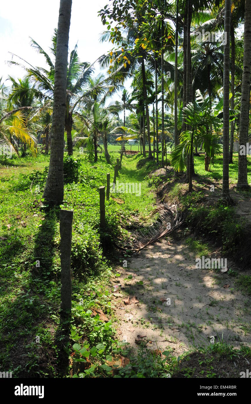 Dried water path in a greenery Stock Photo - Alamy
