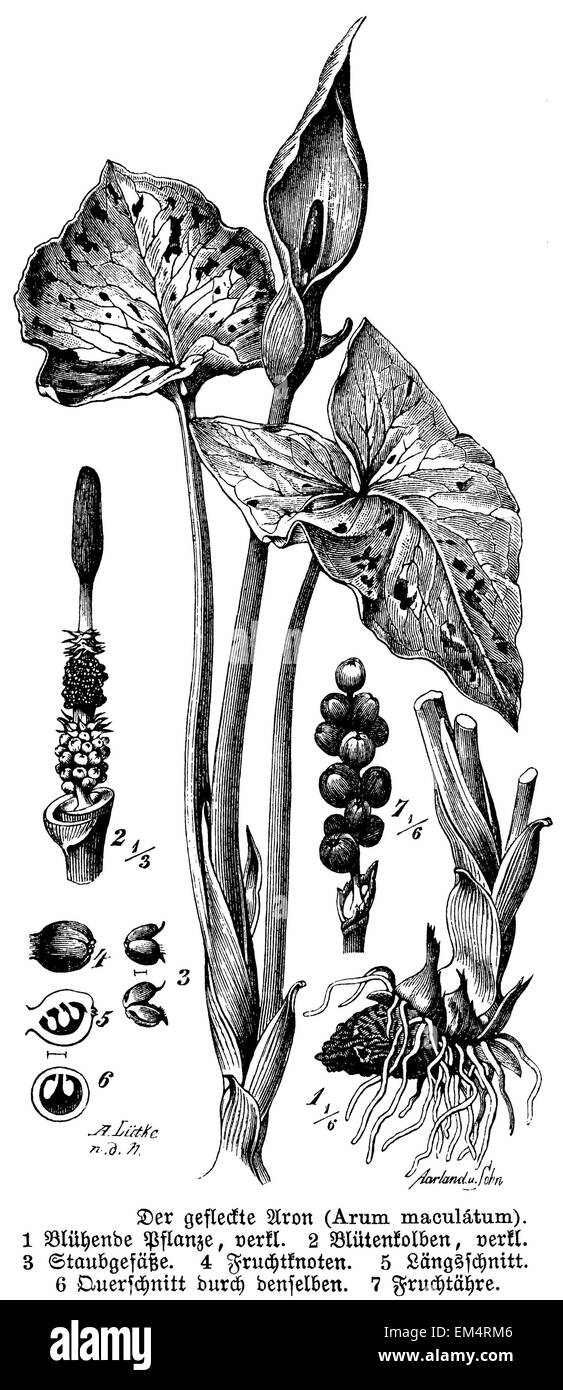 Arum maculatum, Wild arum Stock Photo - Alamy