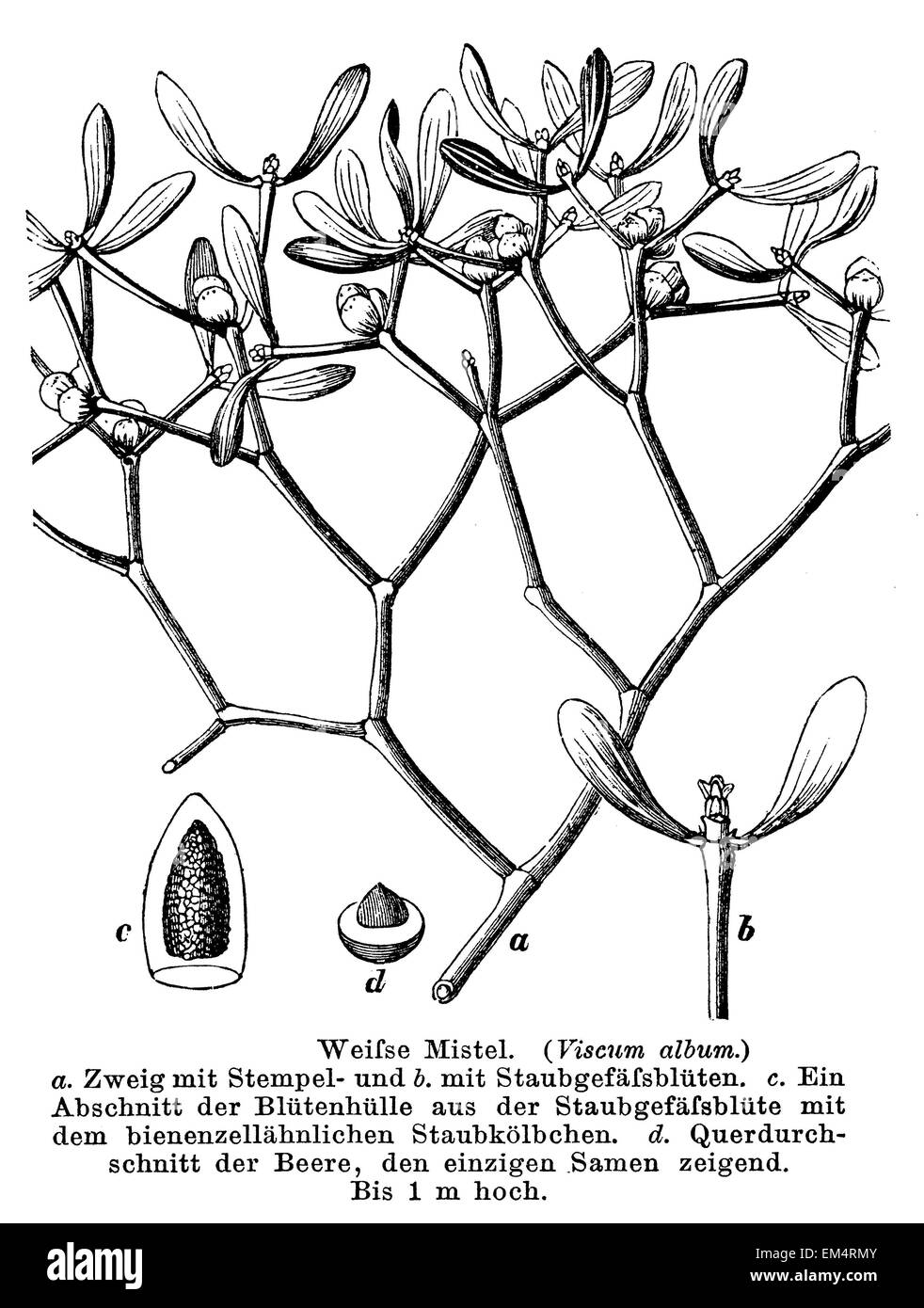 Mistletoe plant Black and White Stock Photos & Images - Alamy