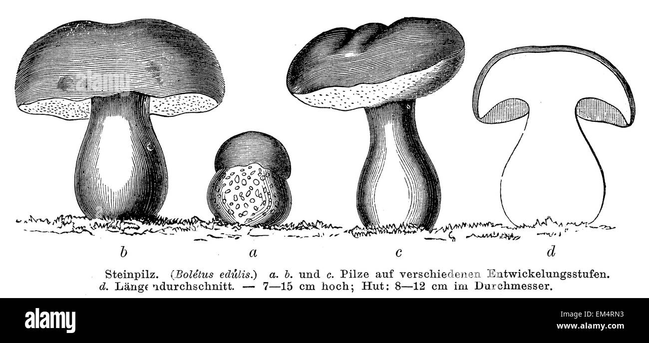 Boletus edulis drawing hi-res stock photography and images - Alamy