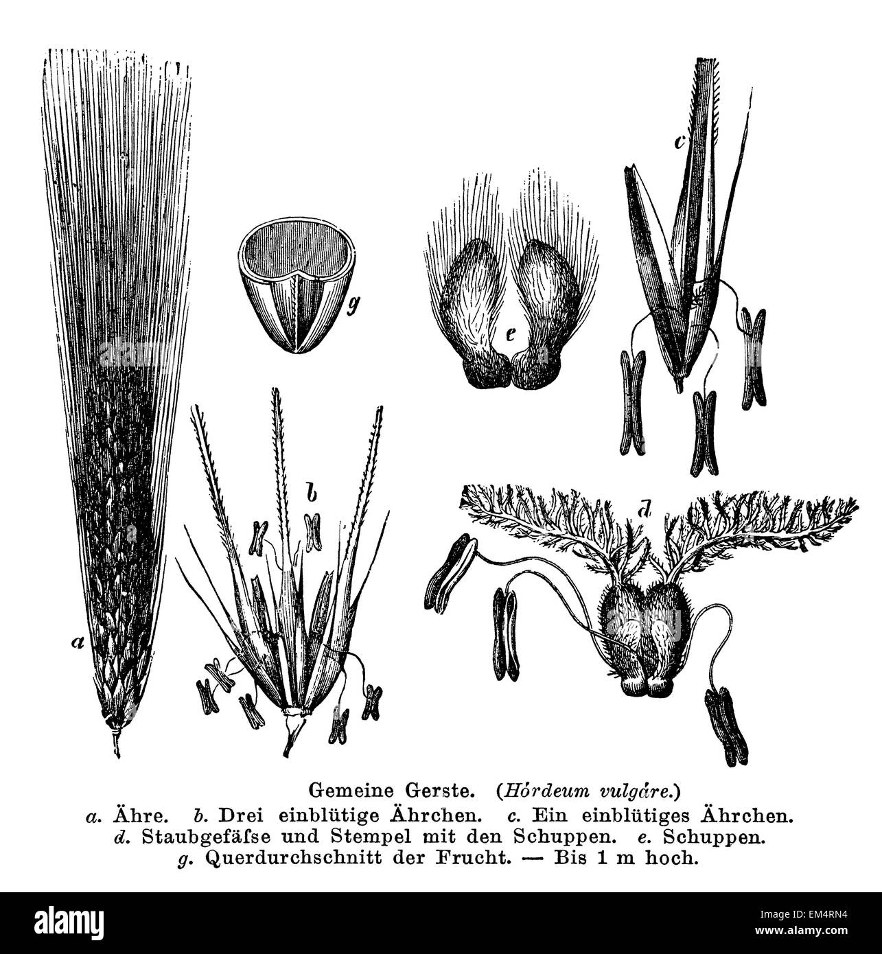Barley hordeum vulgare illustration hi-res stock photography and images ...
