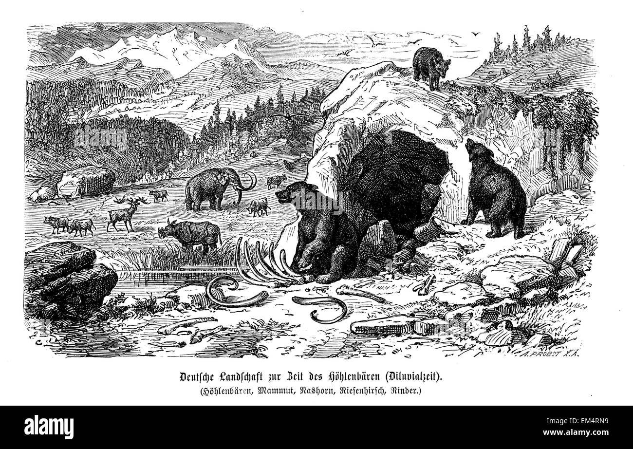 German countryside, cave bear,Pleistocene Stock Photo - Alamy